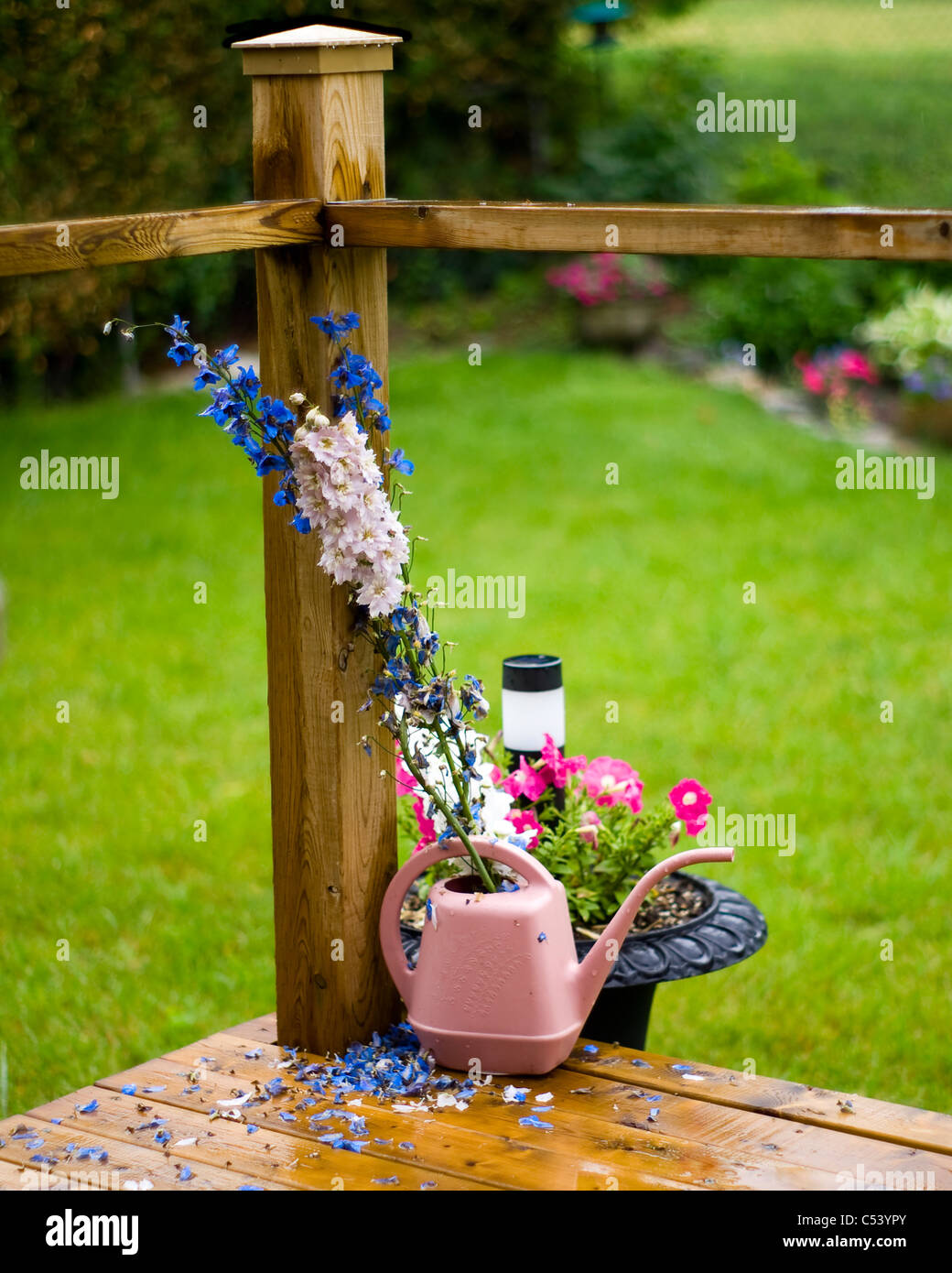 Still-life of Spring flowers in a small watering can on a rainy day ...