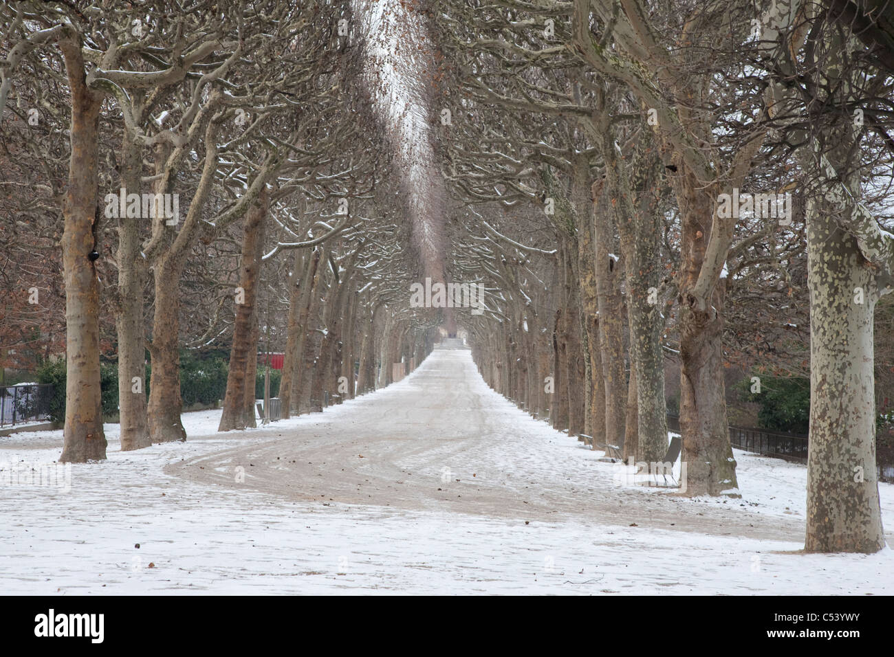 Tree paris path park winter hi-res stock photography and images - Alamy