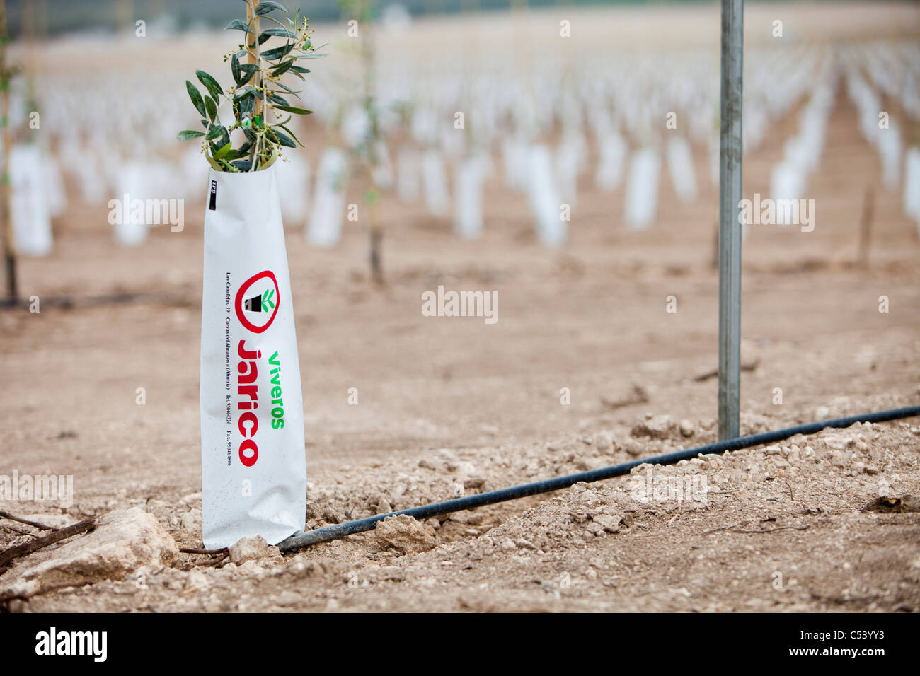 Olive tree irrigation hi-res stock photography and images - Alamy