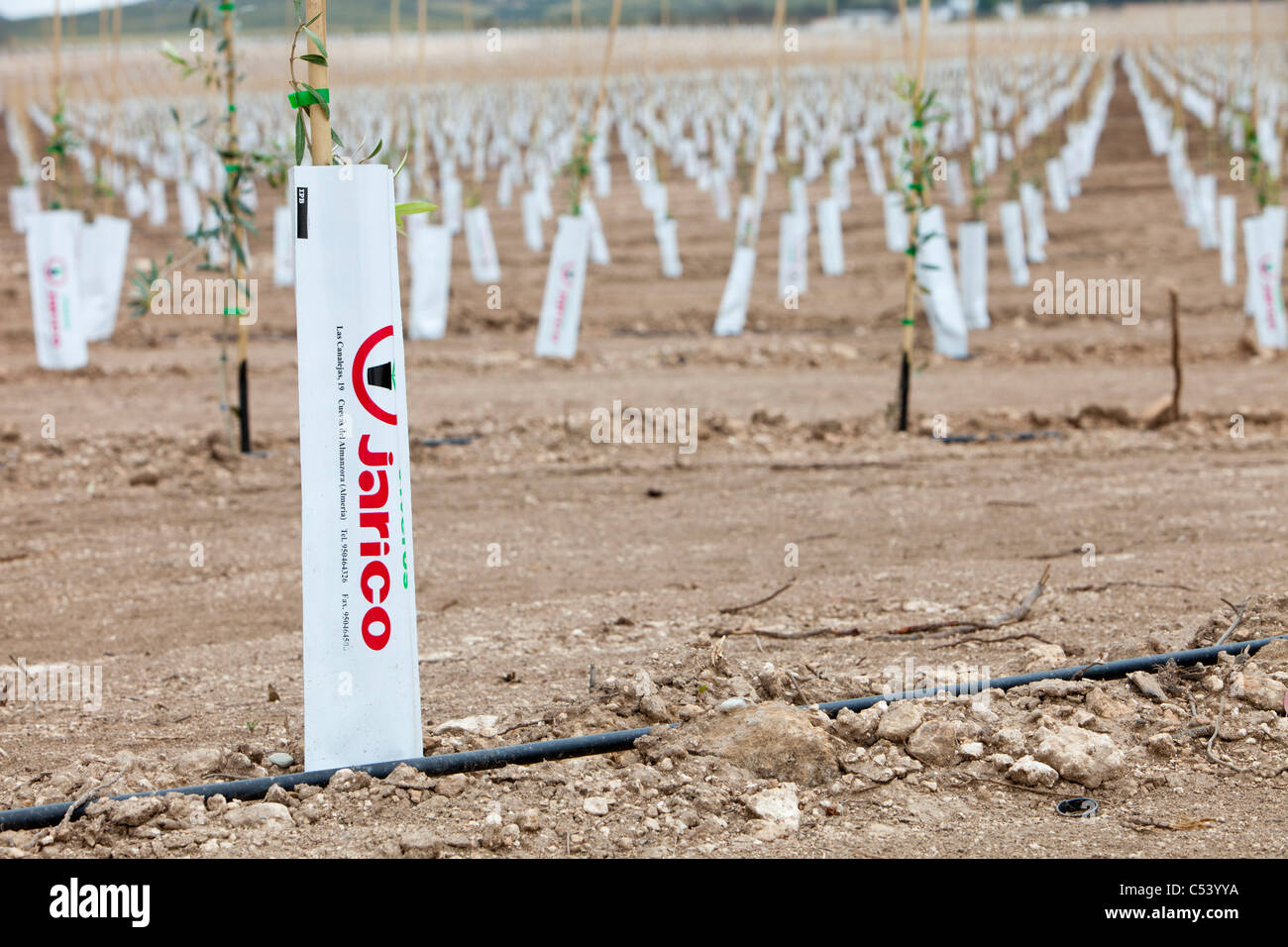 Olive tree irrigation hi-res stock photography and images - Alamy