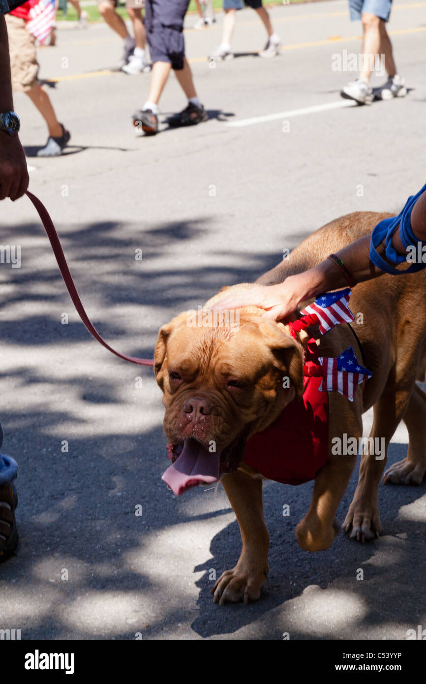 SAN JOSE, CA, USA - JULY 4: 4th of July Rose, White and Blue Parade. It ...