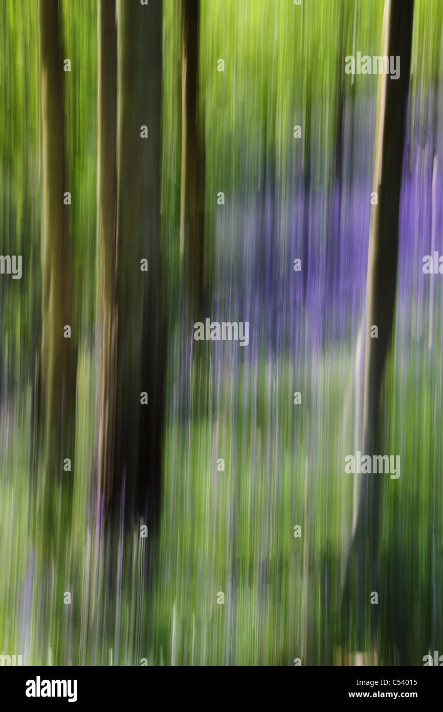 Bluebell woods abstract view Stock Photo - Alamy