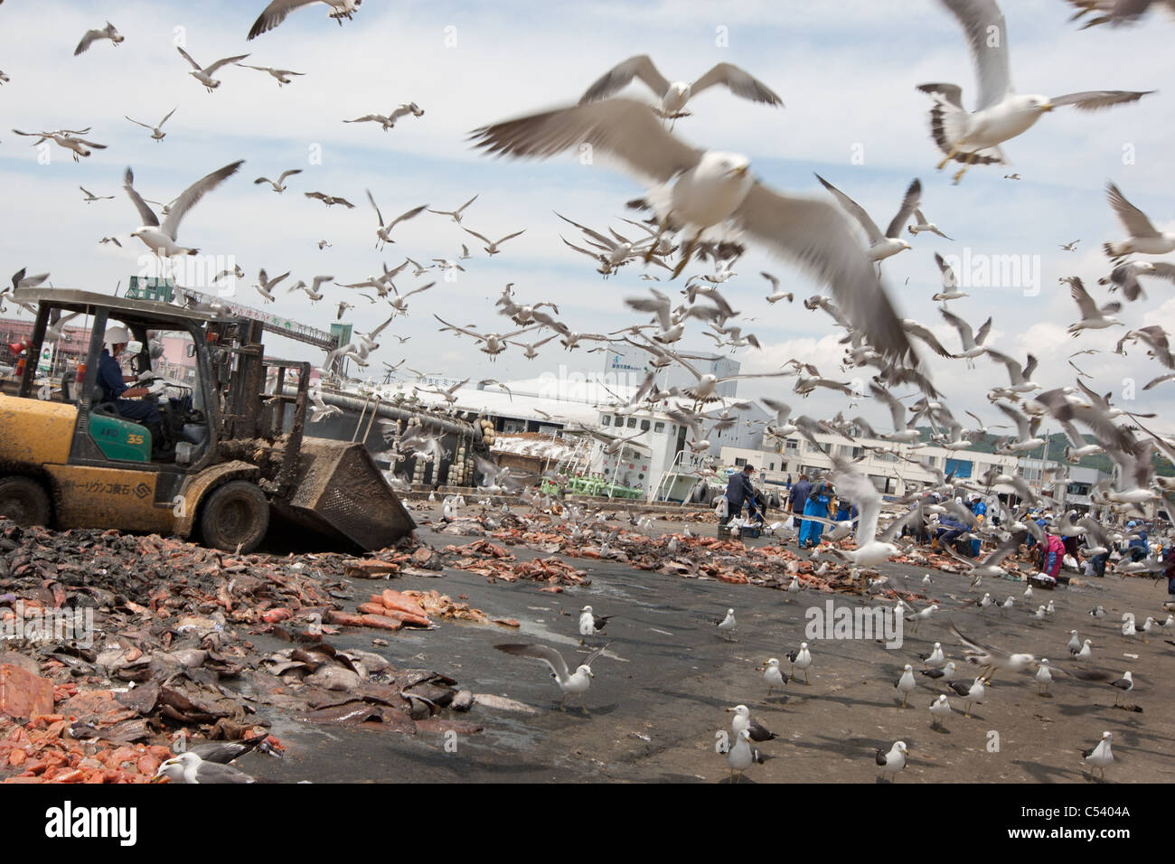 fish which was ruined in fish factory freezers by the March 11th ...