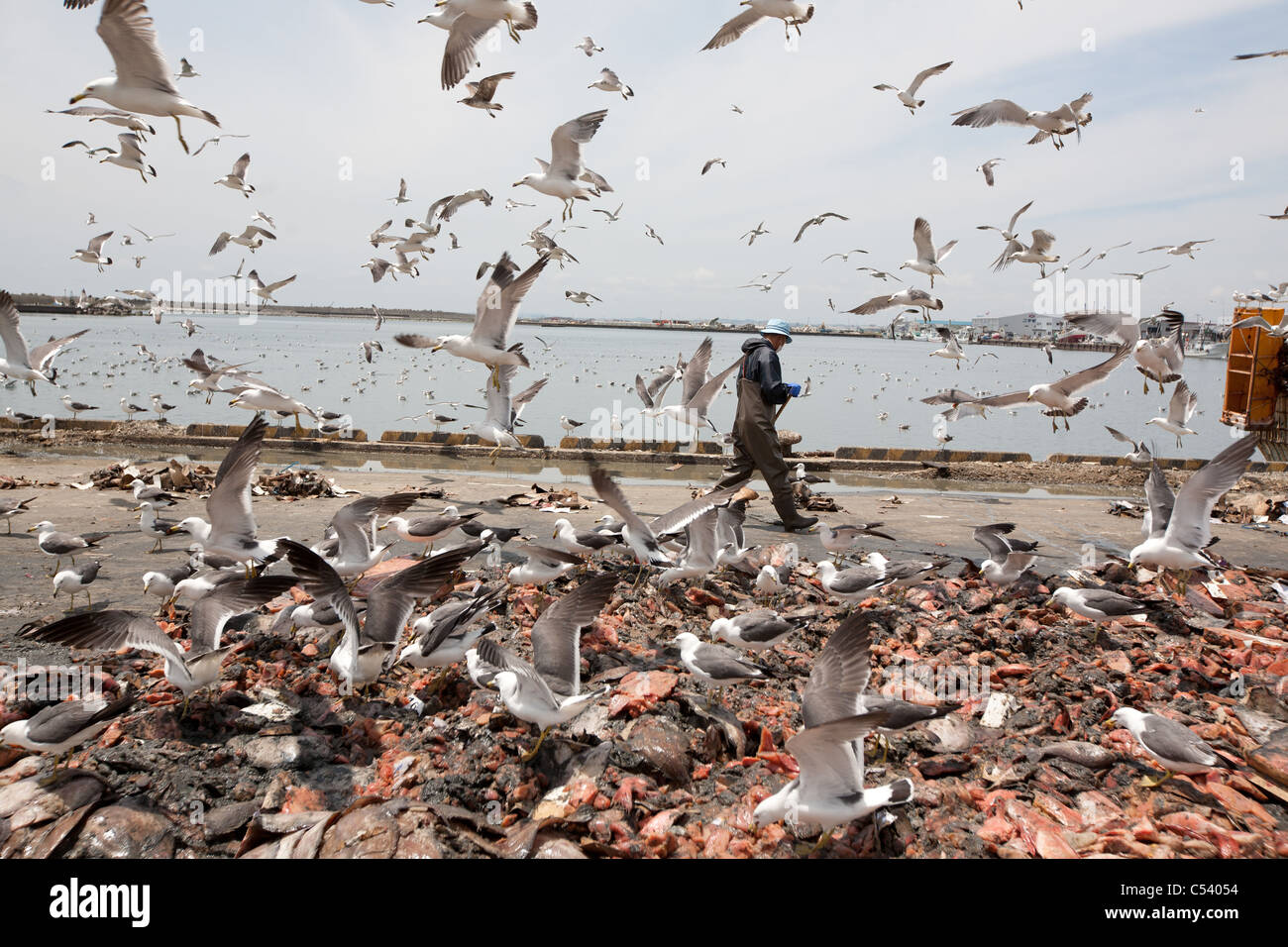 fish which was ruined in fish factory freezers by the March 11th ...