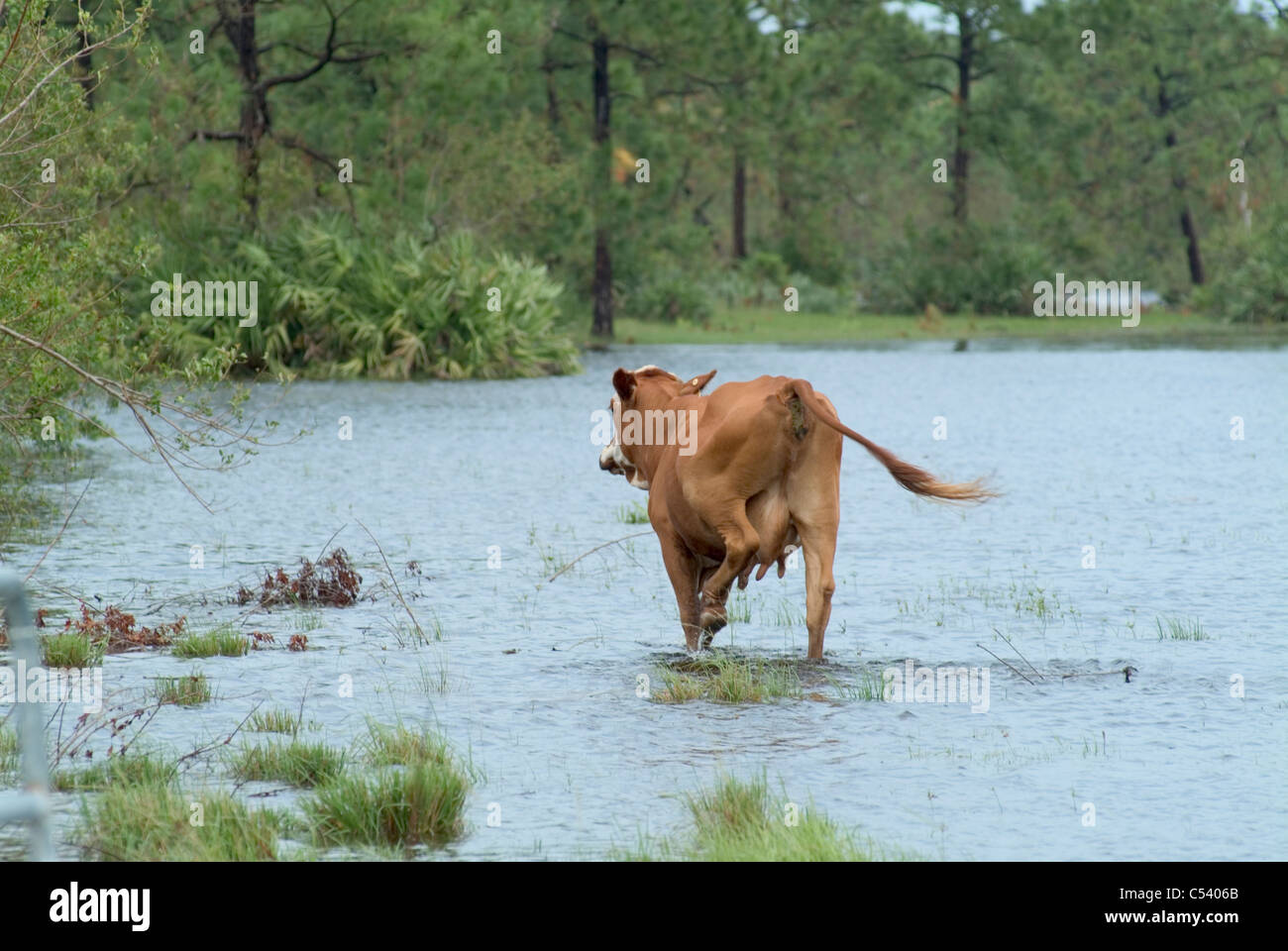 cattle stands in Florida flooded pasture Stock Photo - Alamy