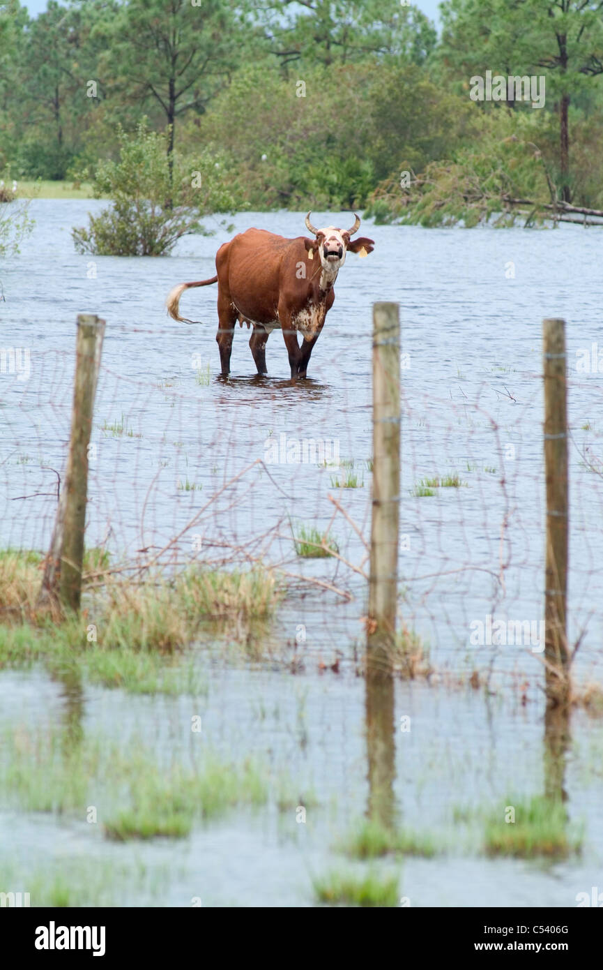 Florida farm stands hi-res stock photography and images - Alamy