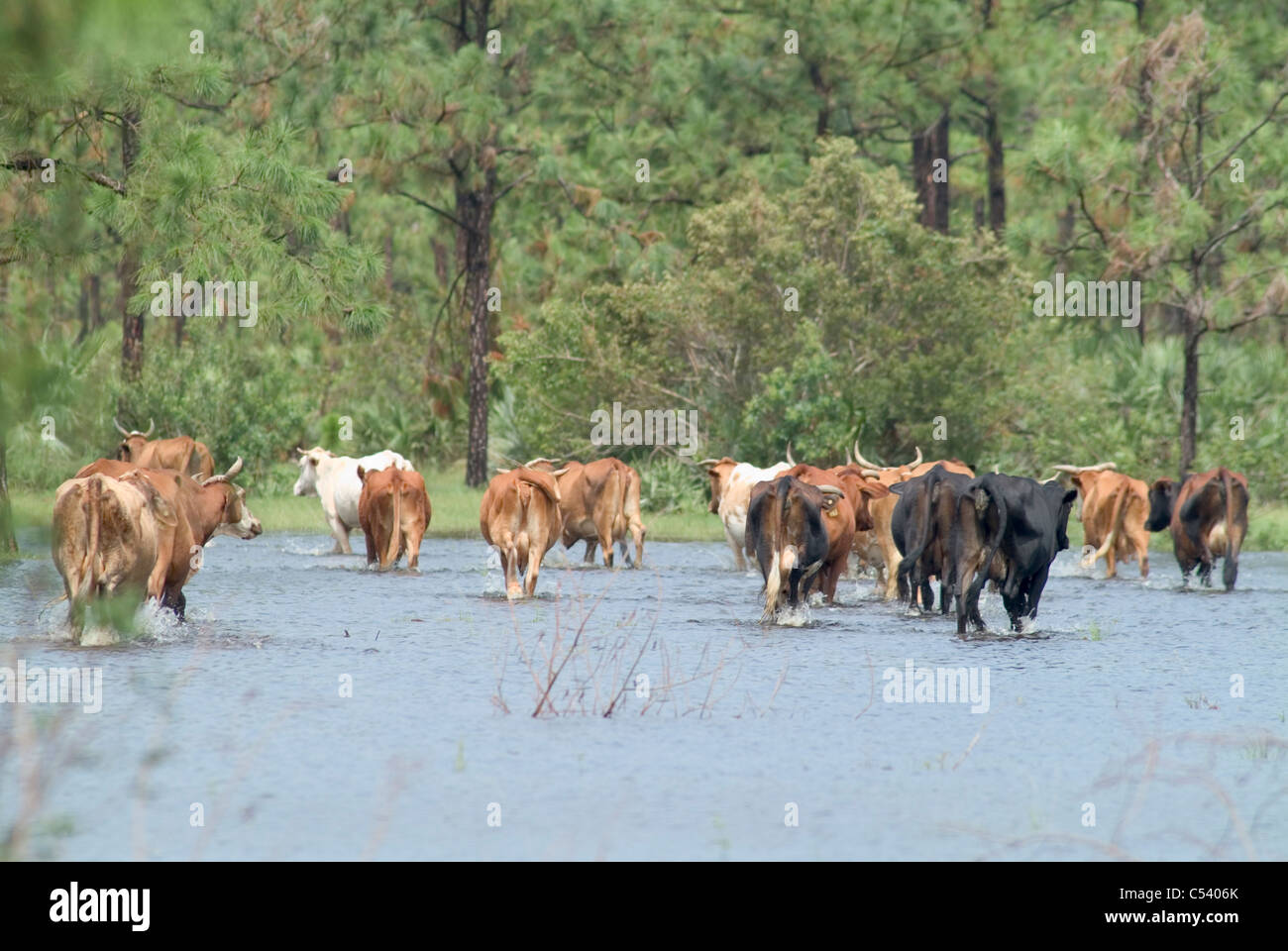 cattle stands in Florida flooded pasture Stock Photo - Alamy