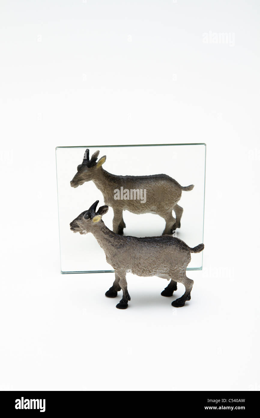 Mirror reflection. A toy goat reflected in a plane mirror Stock Photo ...