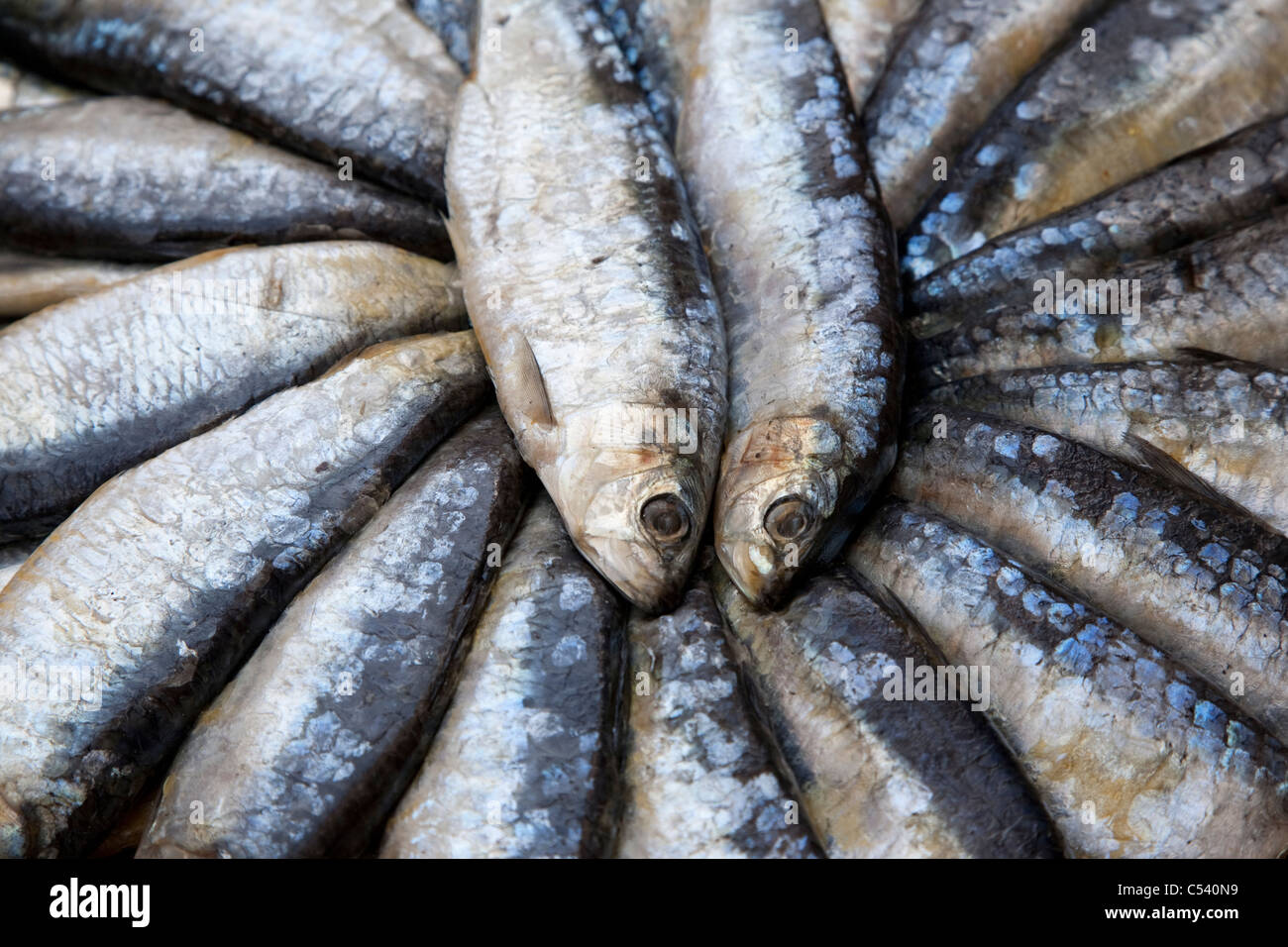 Sardines for sale on Sineu Market Stall in Mallorca, Spain Stock Photo ...