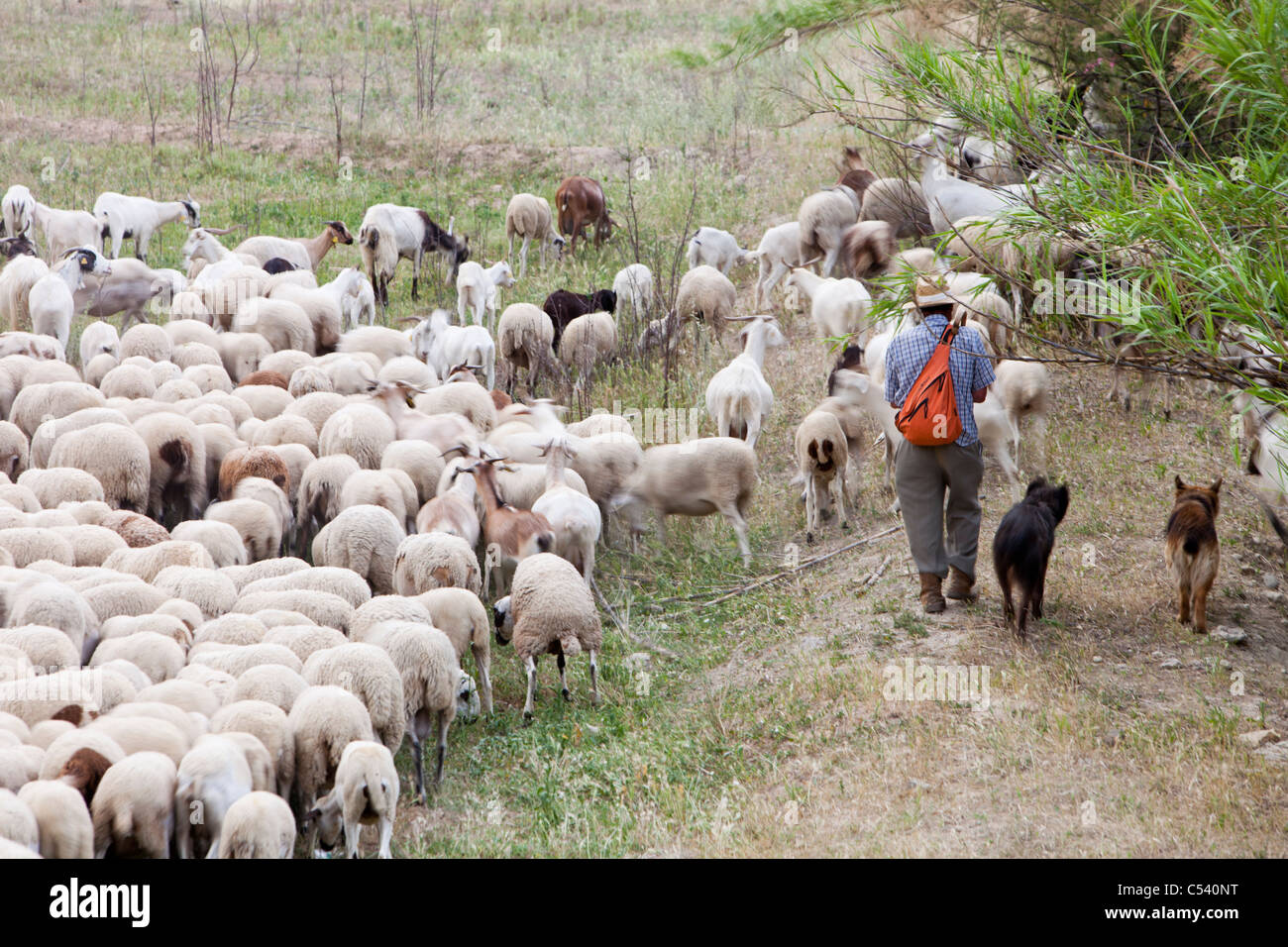A goat herd, herds his flock near Lorca, Murcia, Spain Stock Photo - Alamy