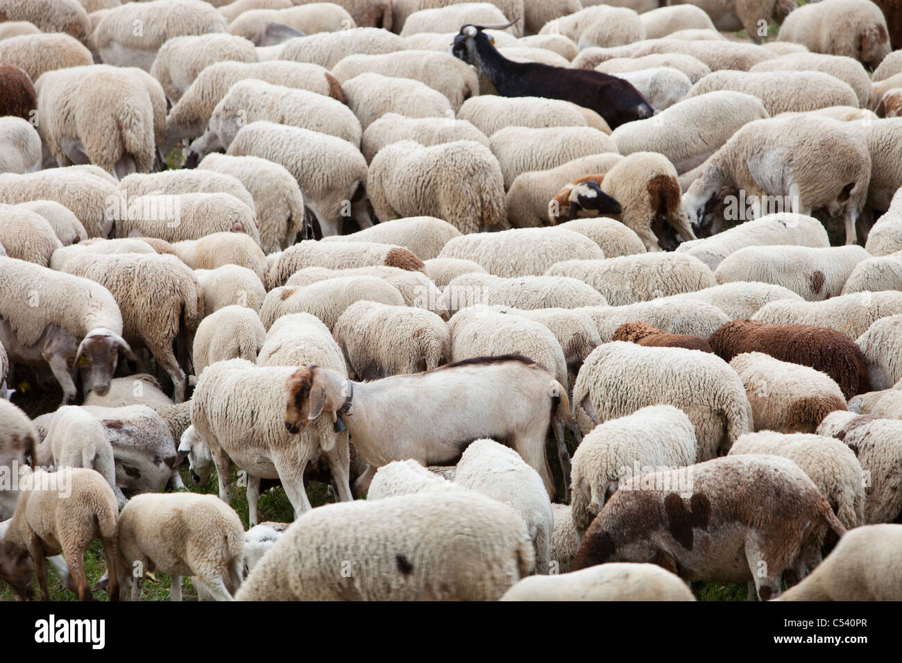 A flock of goats is lead by a goat herd, near Lorca, Murcia, Spain ...