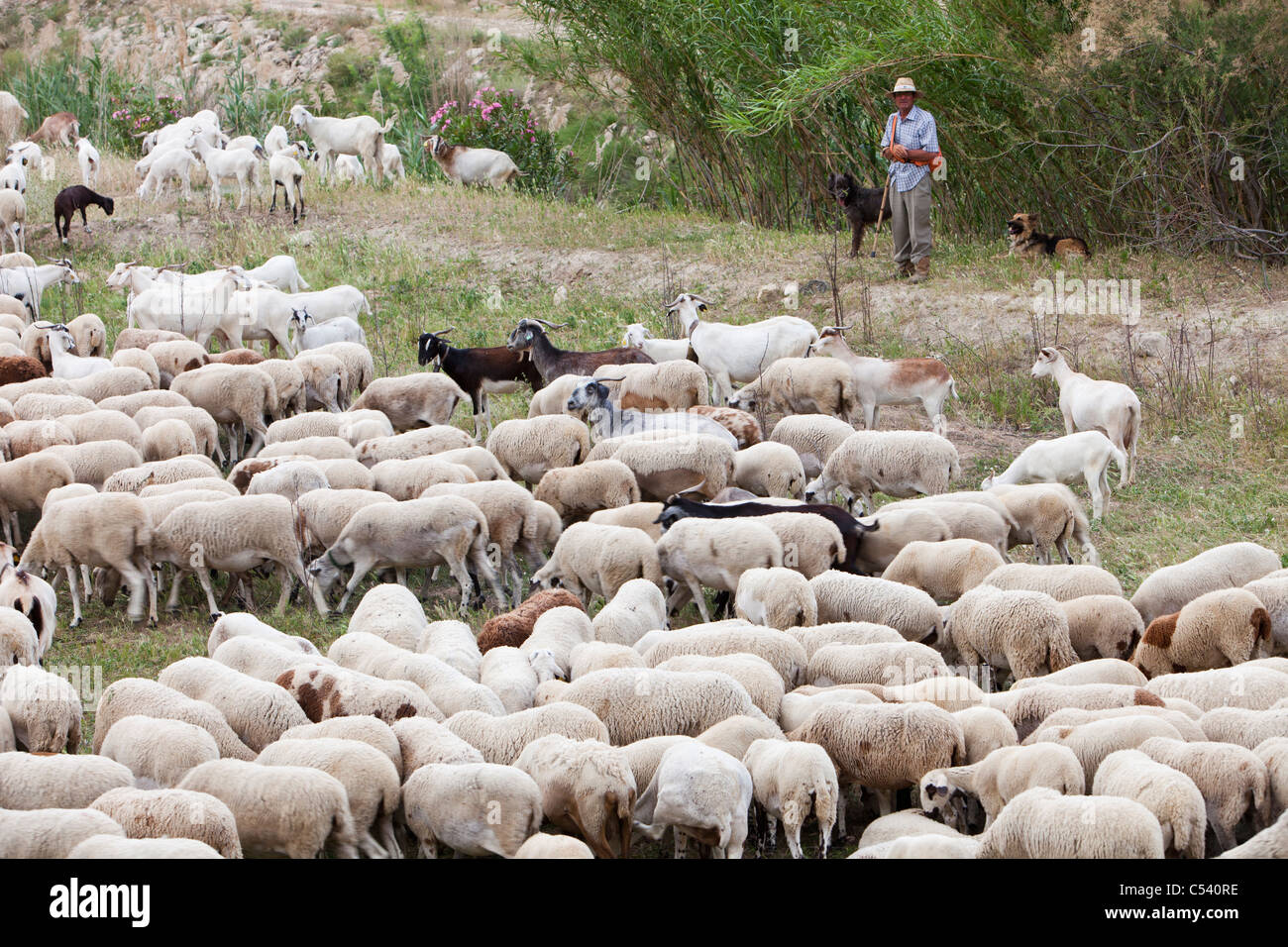 Man Leading Flock Of Sheep High Resolution Stock Photography and Images ...
