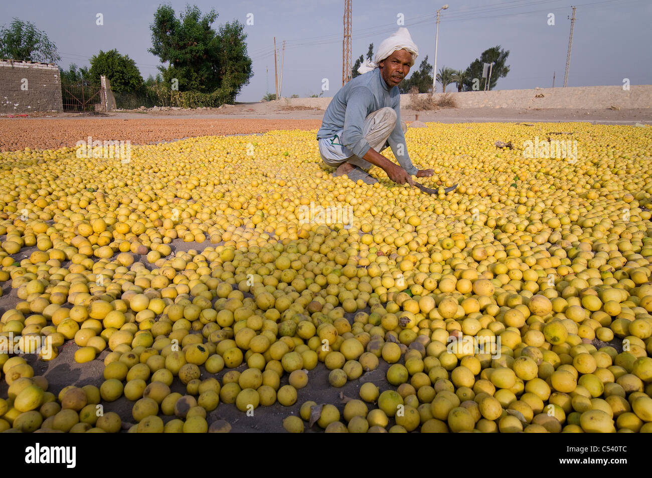 Egyptian man field countryside hi-res stock photography and images - Alamy