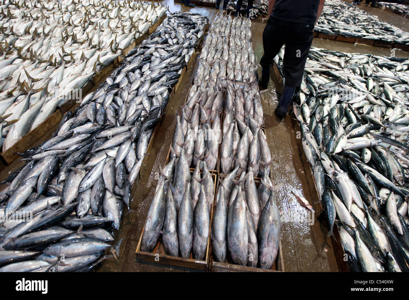 Wholesale fish market in Busan/ Pusan, South Korea Stock Photo - Alamy