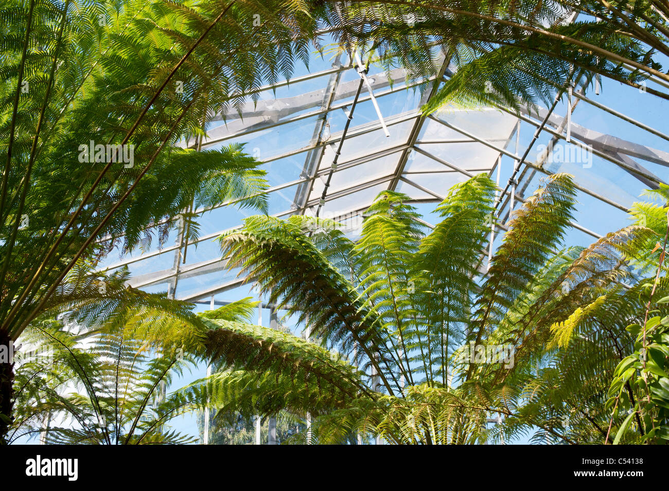 Palm tree scotland hi-res stock photography and images - Alamy