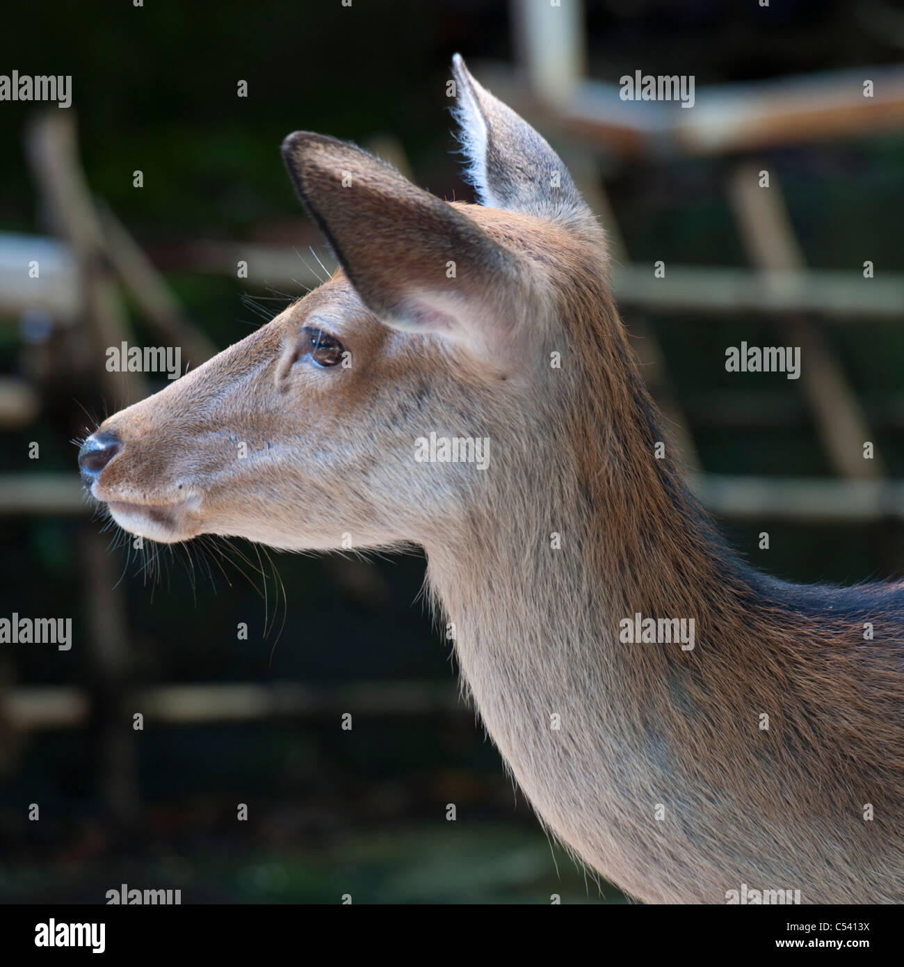 Close-up of a deer at Kasuga Taisha Shrine, Nara, Japan Stock Photo - Alamy