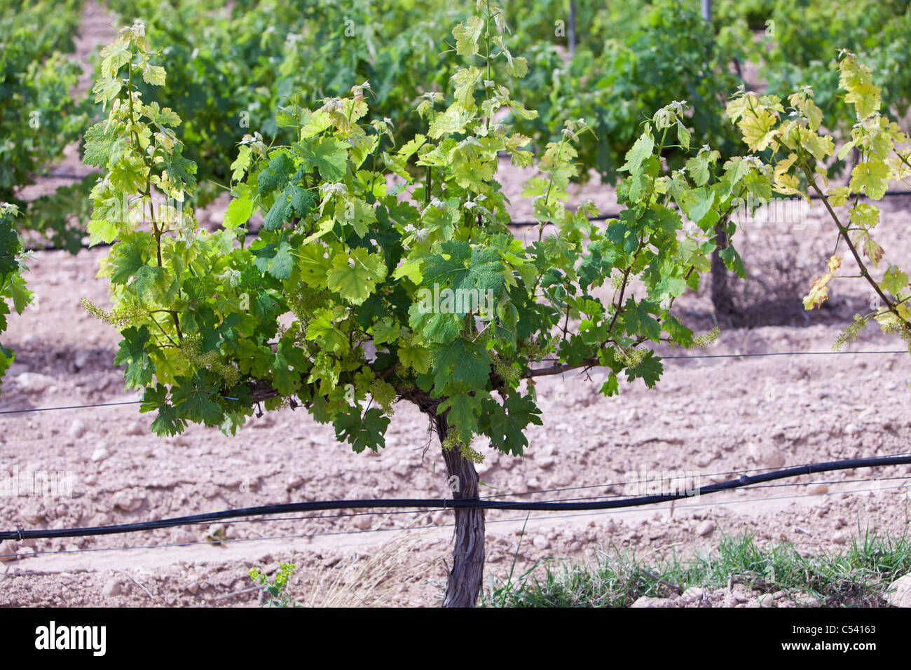 A vineyard near Jumilla, Murcia, Spain Stock Photo - Alamy