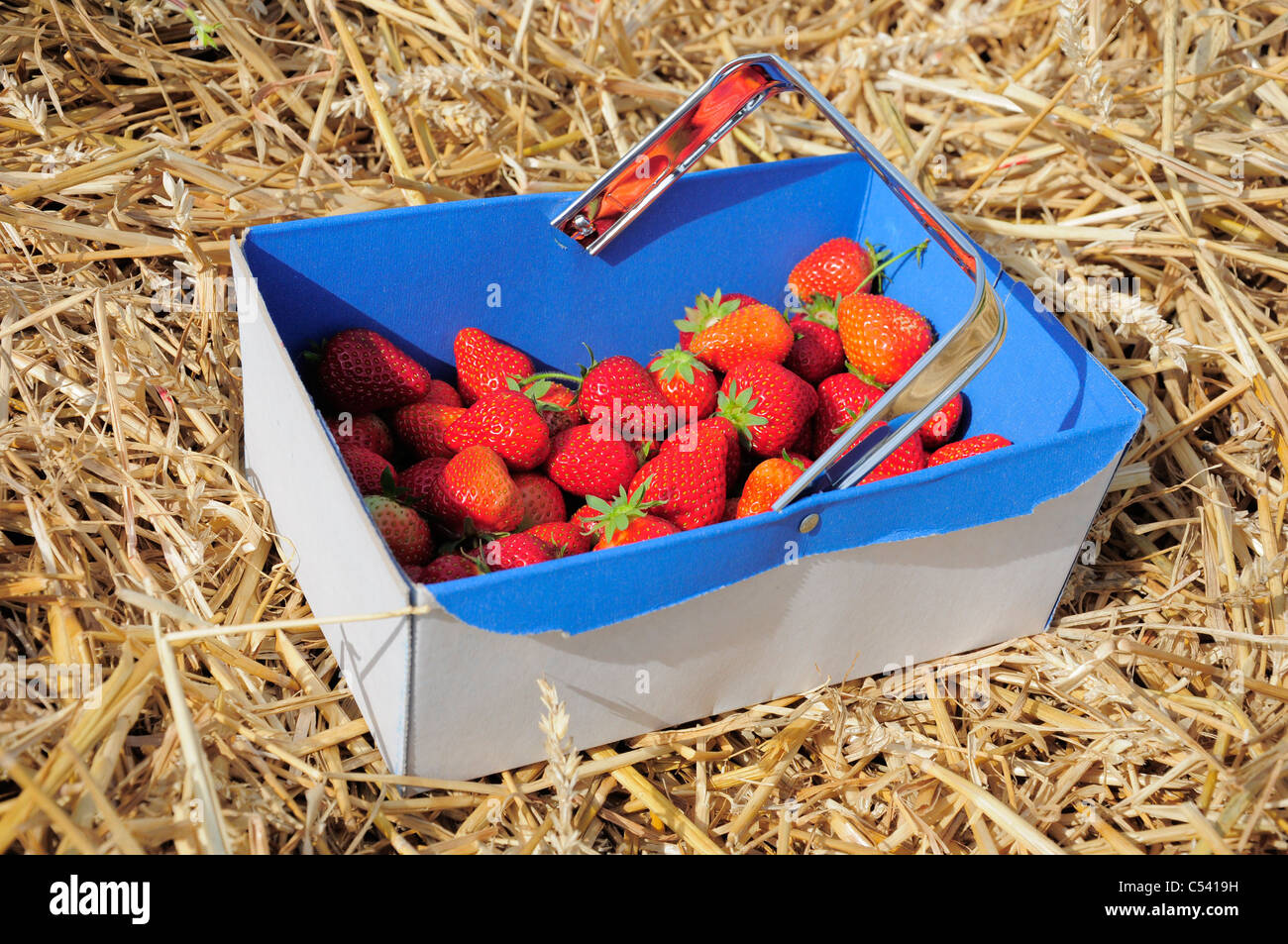 Picking strawberries uk hi-res stock photography and images - Alamy