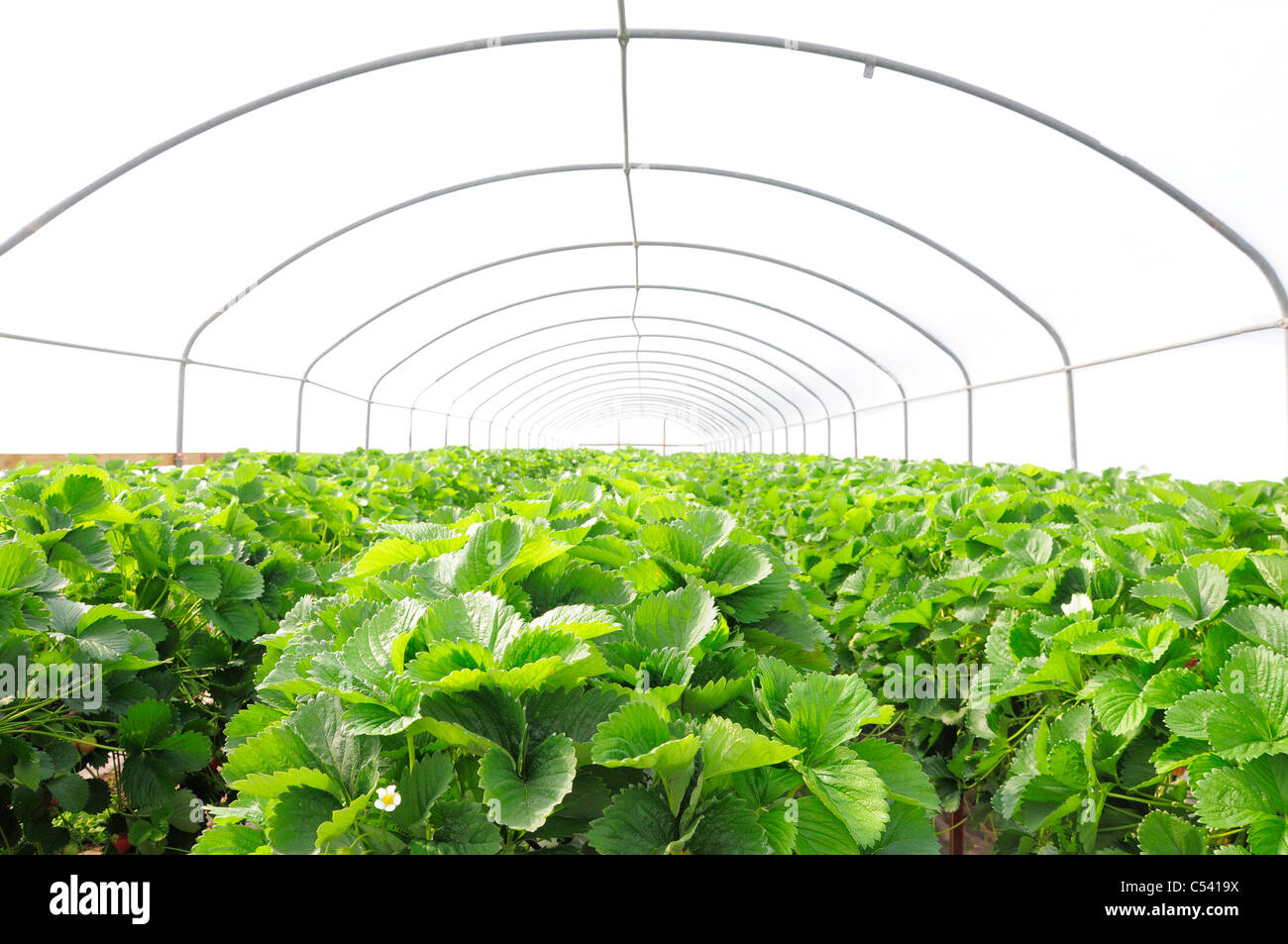 Polytunnel plasticulture growing strawberries Stock Photo - Alamy