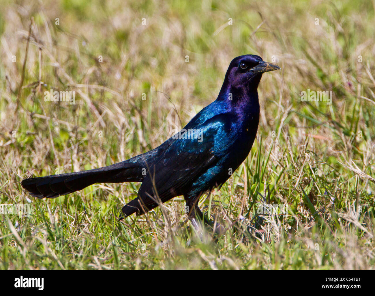 Boat tailed Grackle (Quiscalus major Stock Photo - Alamy