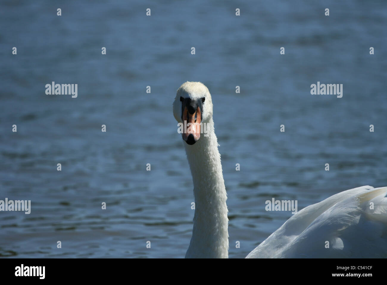 A swan looking forward Stock Photo - Alamy
