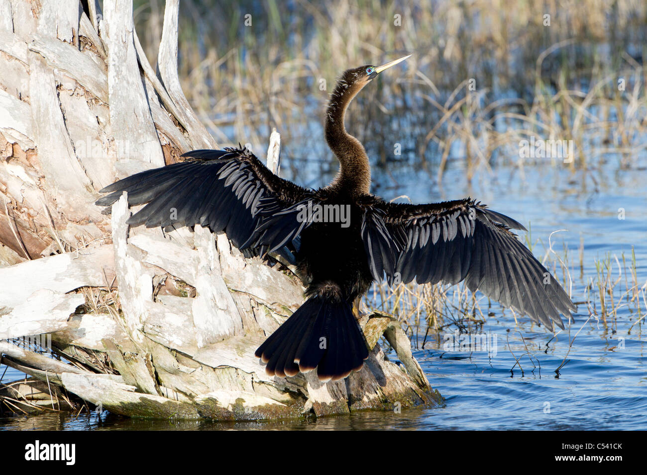 Anhinga (Anhinga anhinga) wing stretching Stock Photo - Alamy
