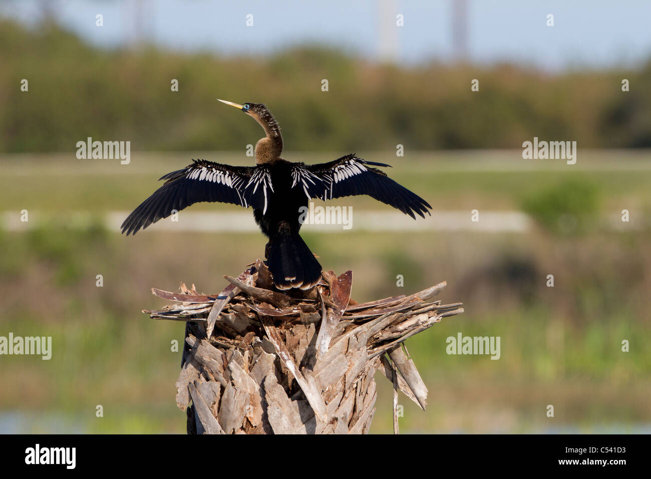 Anhinga (Anhinga anhinga) wing stretching Stock Photo - Alamy