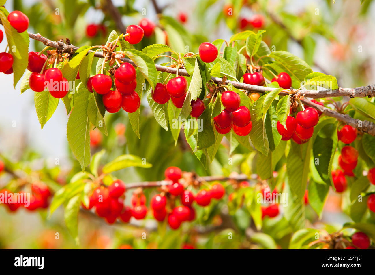 Cherry trees in an orchard near Villena, Murcia, Spain Stock Photo - Alamy