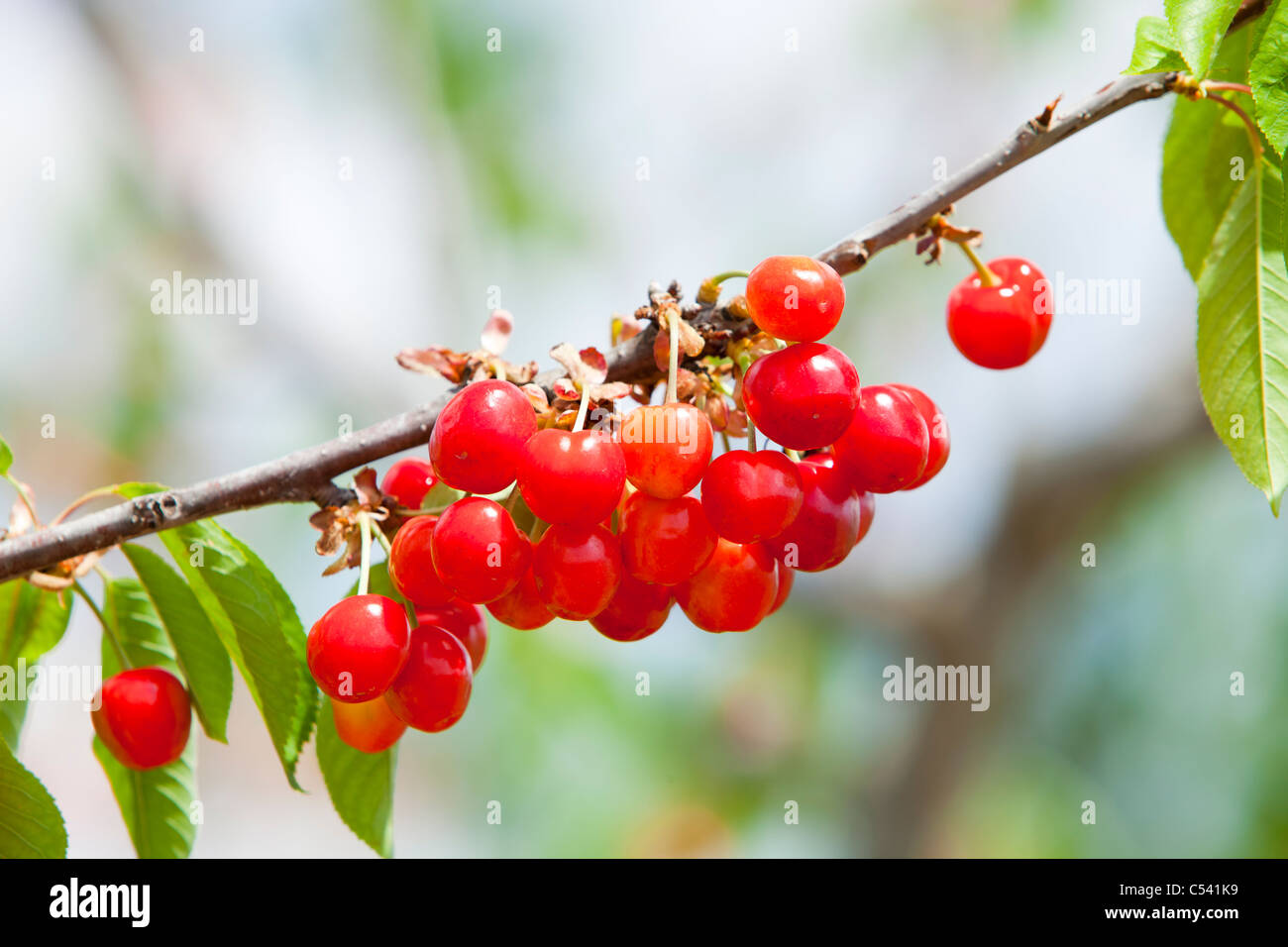 Cherry trees in an orchard near Villena, Murcia, Spain Stock Photo - Alamy