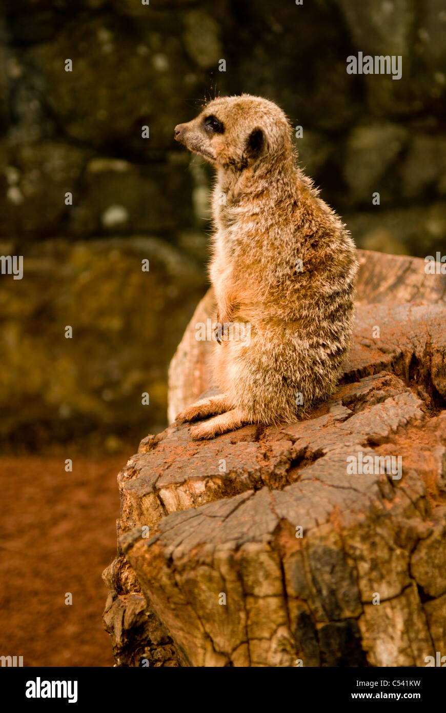 Cat sat on log hi-res stock photography and images - Alamy