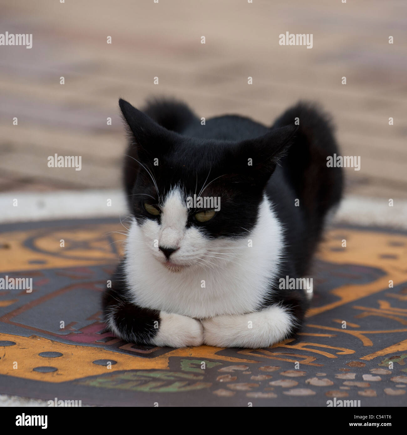 Cat sitting on a square on the floor hi-res stock photography and ...