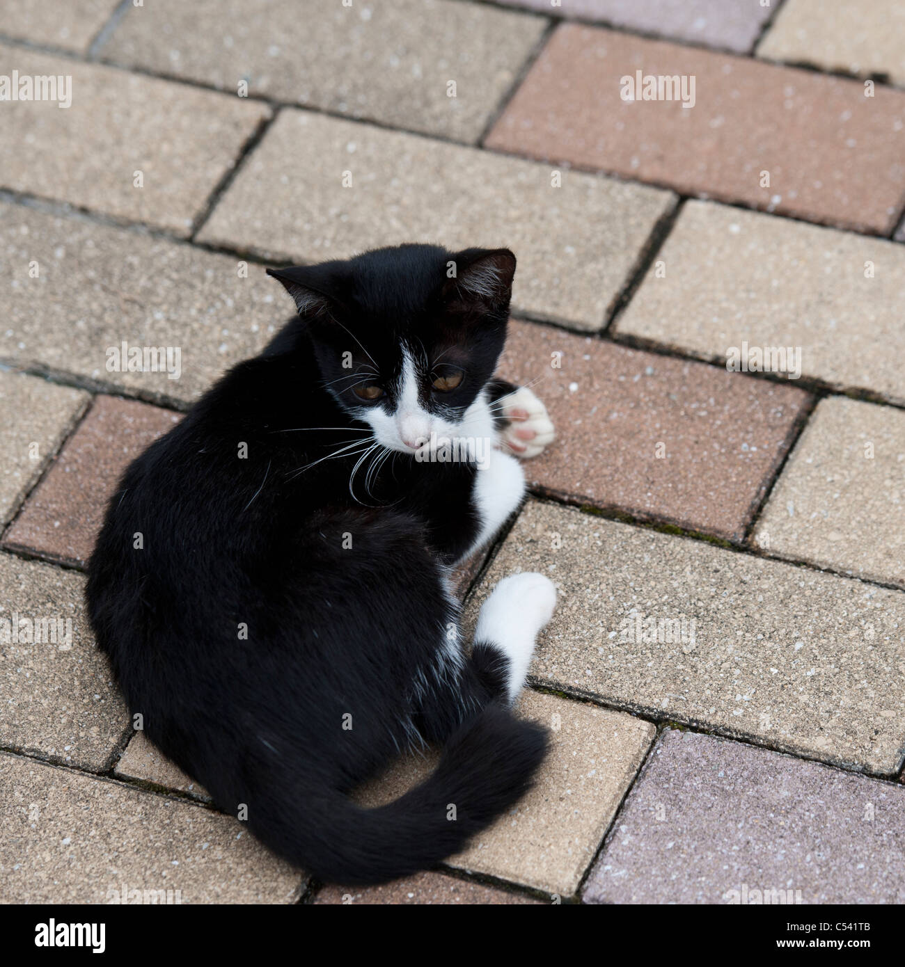 Black cat japan hi-res stock photography and images - Alamy