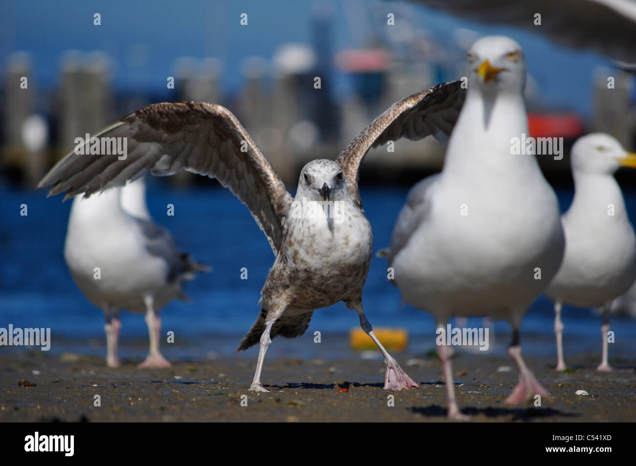 Juvenile seagull hi-res stock photography and images - Alamy