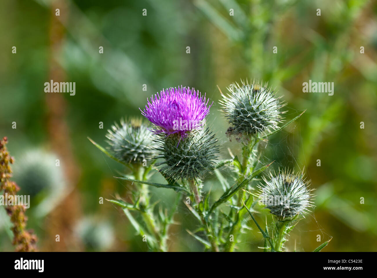 Purple flowering thistle Stock Photo - Alamy