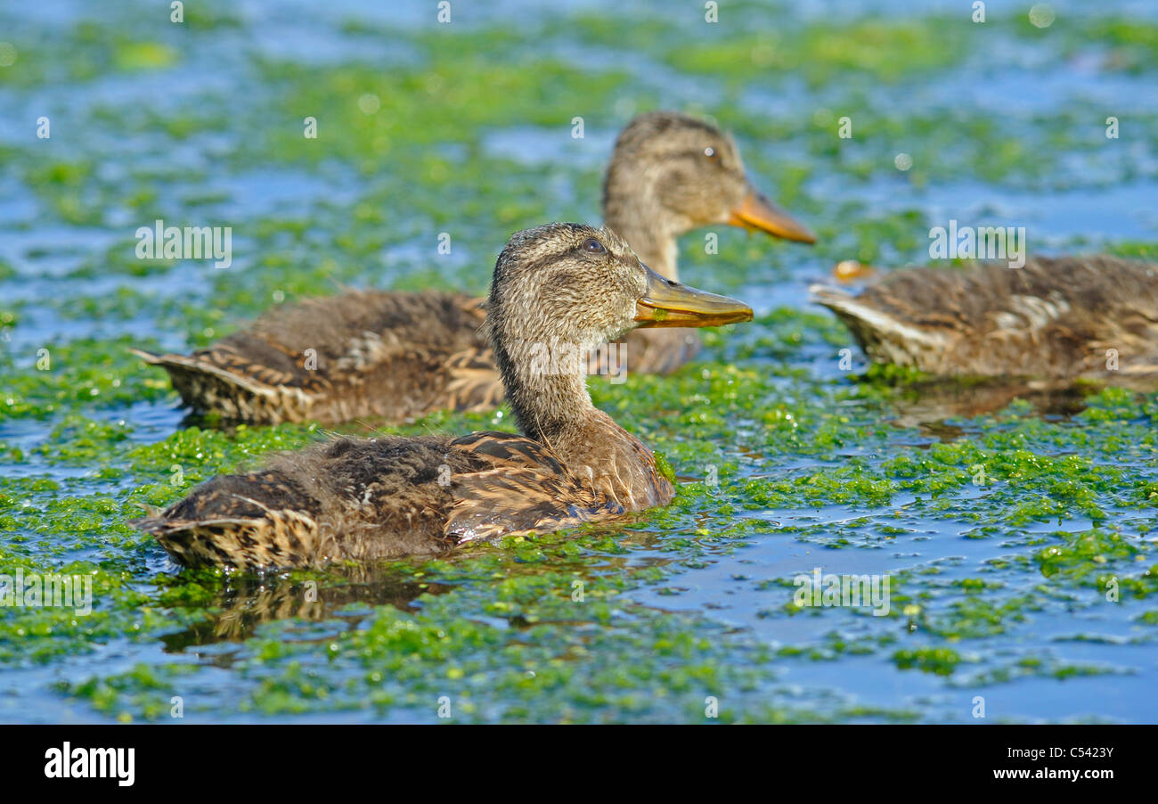 Young Mallard chicks swimming through water vegetation and feeding at ...