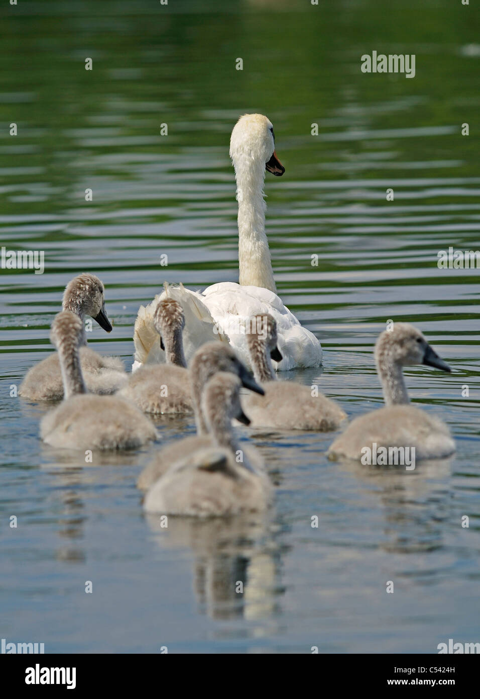 Seven swans a swimming hi-res stock photography and images - Alamy