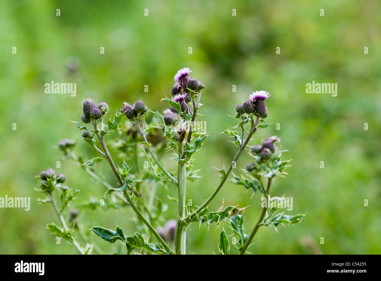 Purple flowering thistle Stock Photo - Alamy