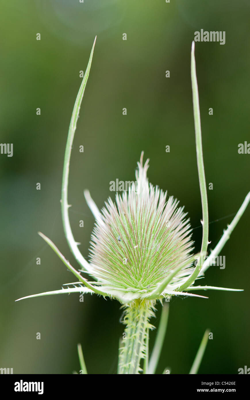 Dipsacus plant hi-res stock photography and images - Alamy