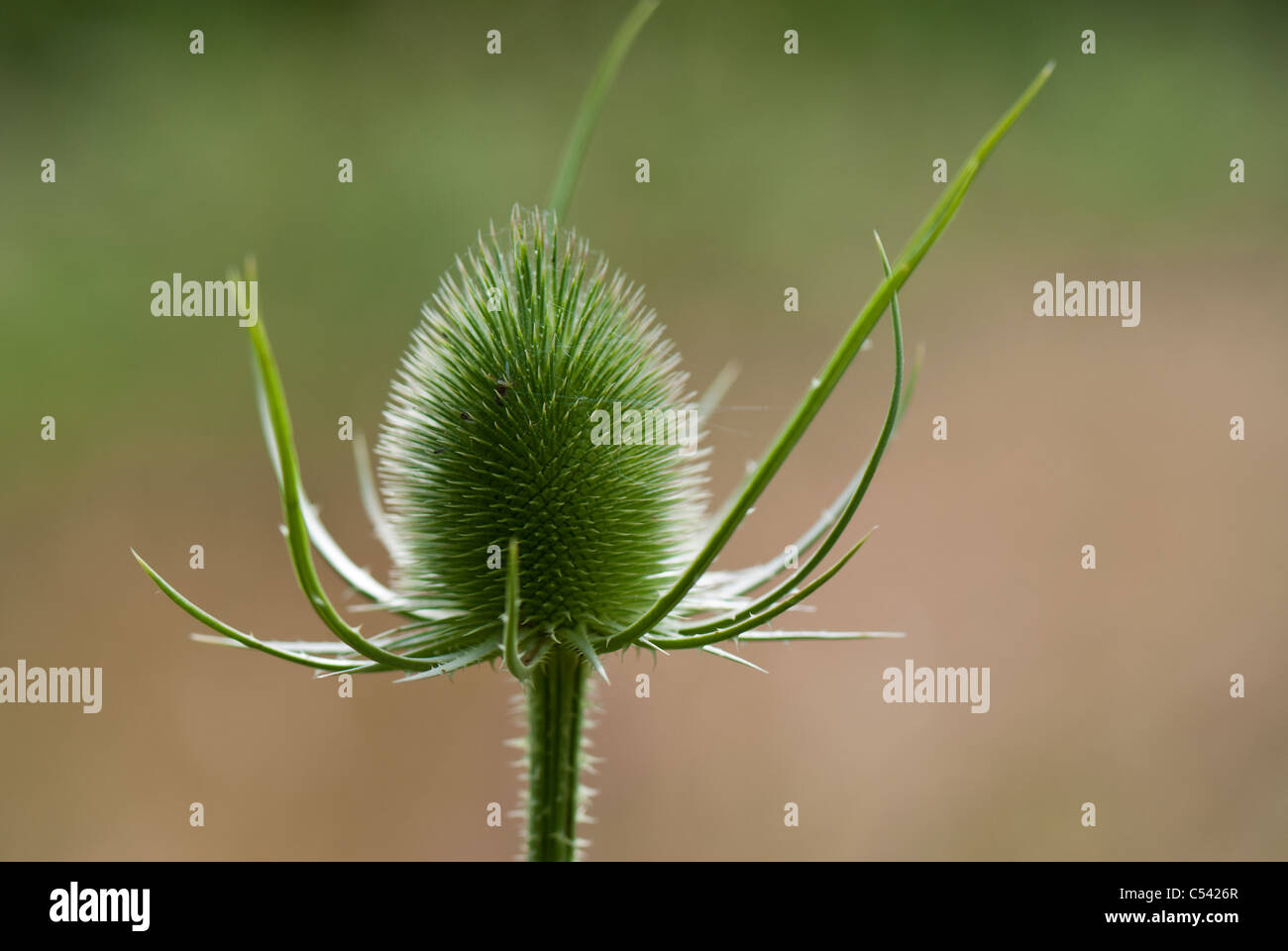 Known as a weed hi-res stock photography and images - Alamy