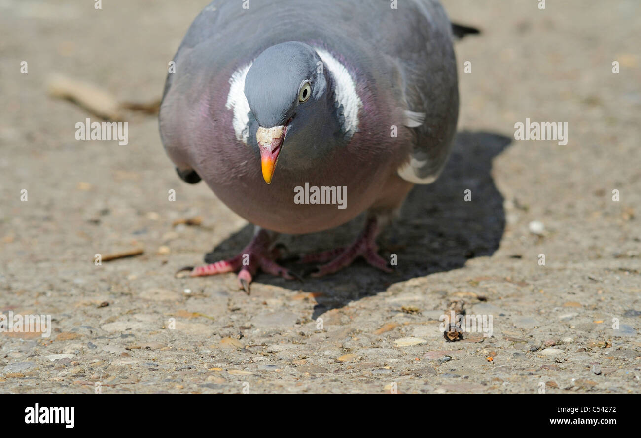 Wood pigeon picking up grain withs its beak Stock Photo - Alamy