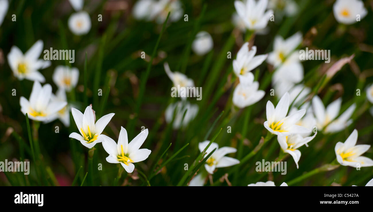 Wild flowers blooming in a field, Nagasaki, Japan Stock Photo - Alamy