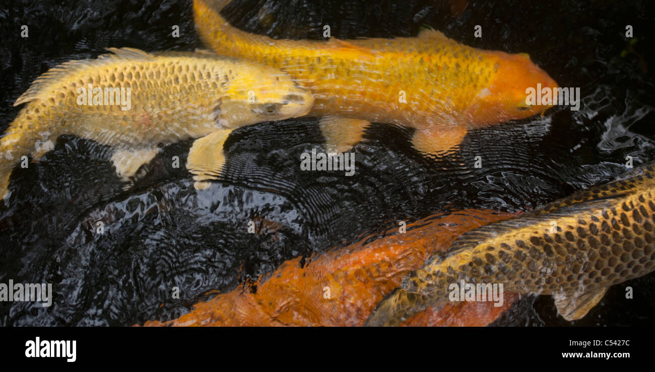 Nagasaki and fish hi-res stock photography and images - Alamy