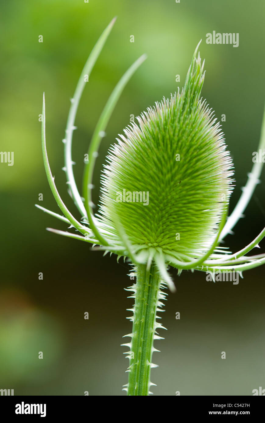 Plant teasel weed hi-res stock photography and images - Alamy