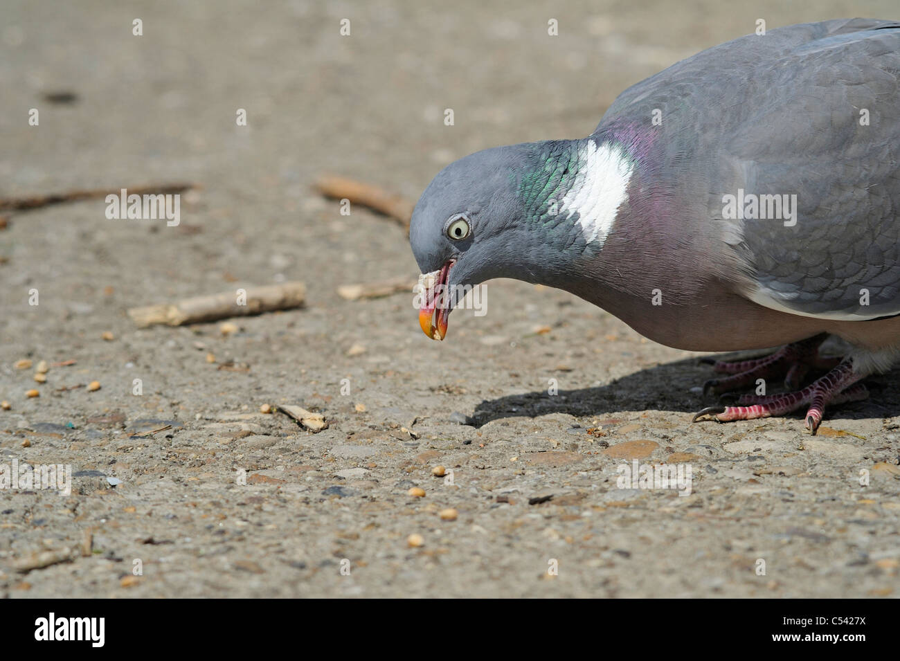 Wood pigeon picking up grain withs its beak Stock Photo - Alamy