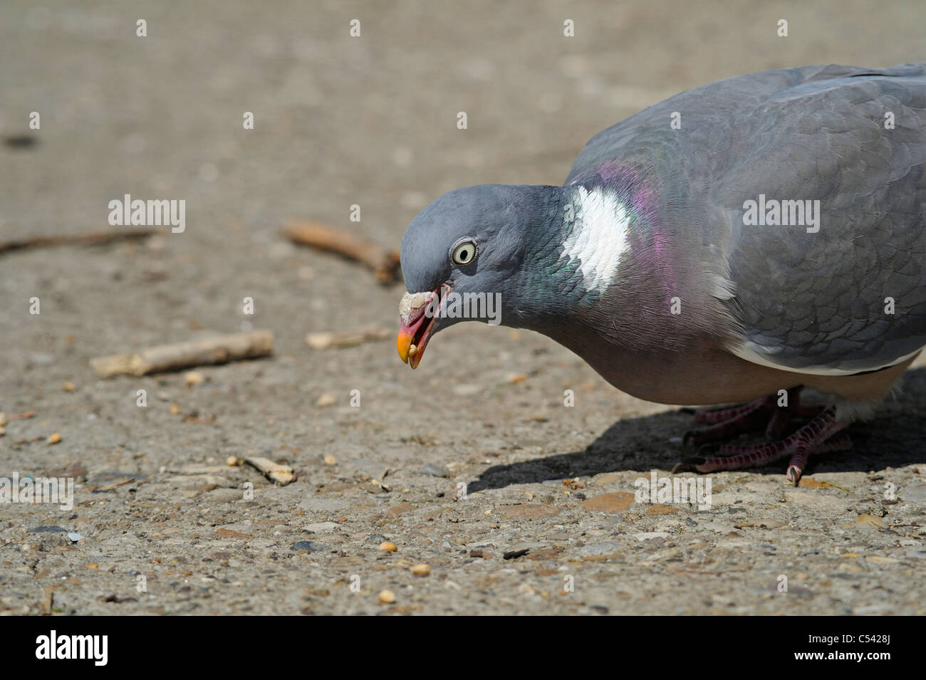 Wood pigeon picking up grain withs its beak Stock Photo - Alamy
