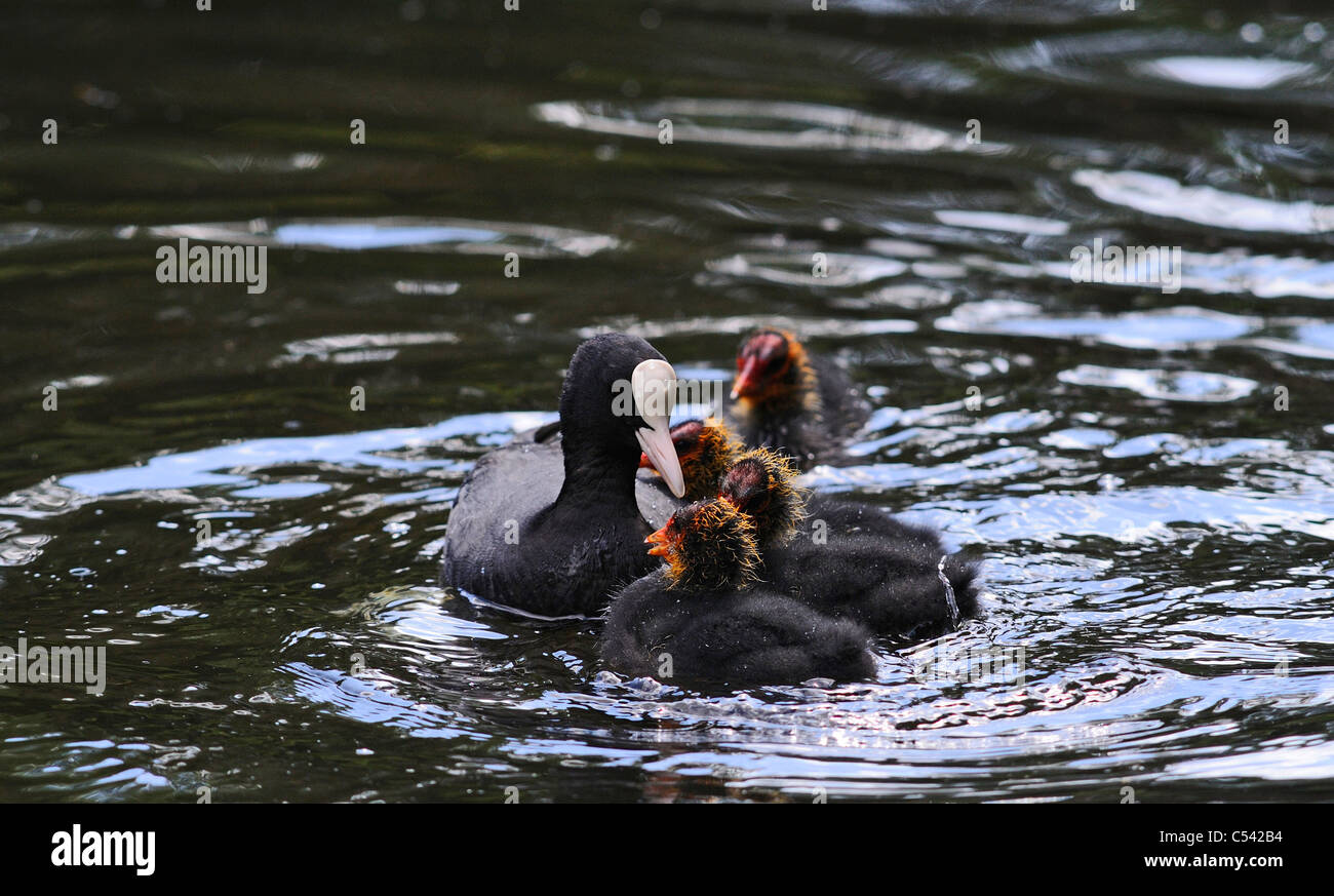 Adult Coot feeding its young chicks with water plant material and other ...