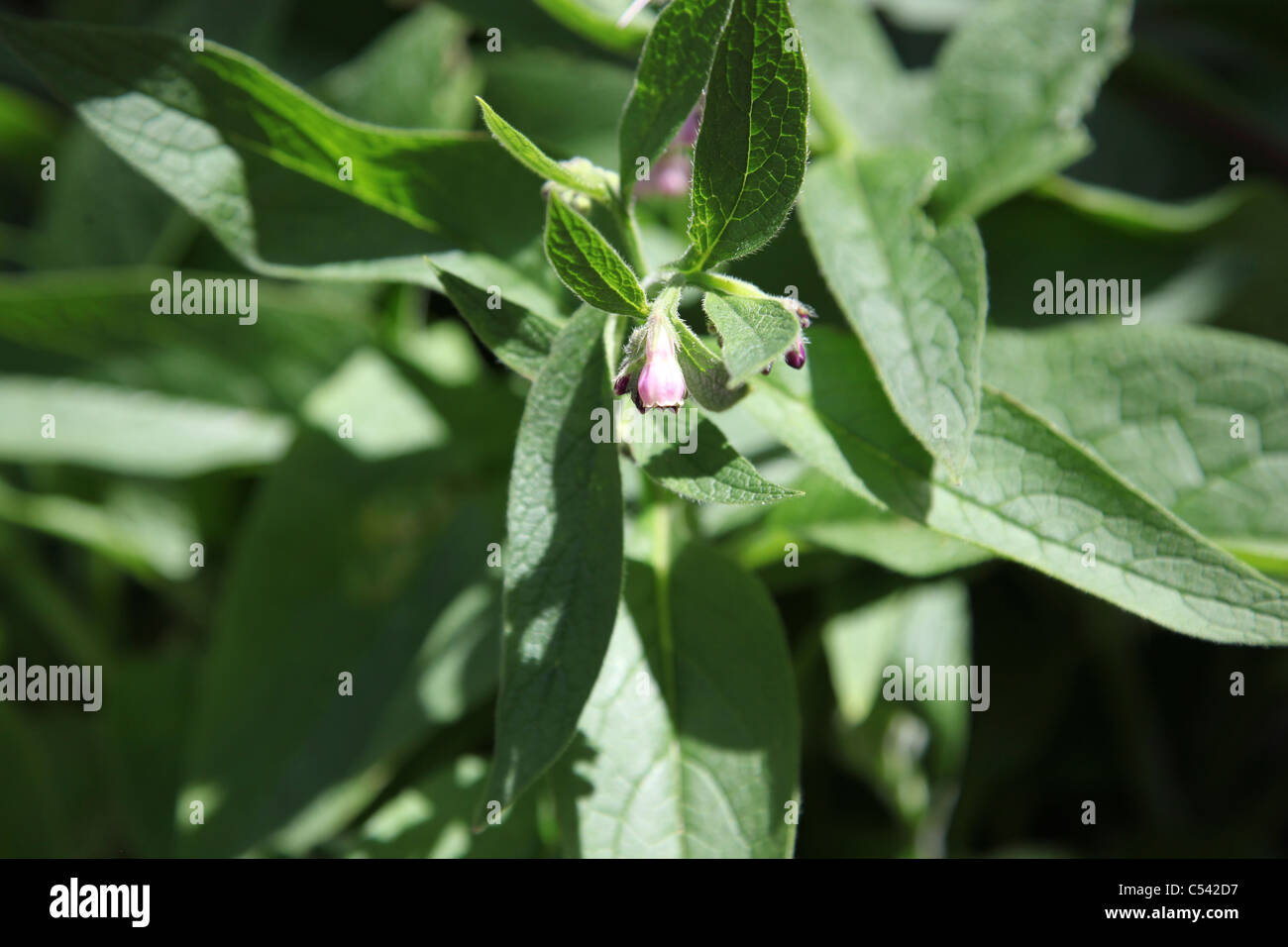 Comfrey fertiliser hi-res stock photography and images - Alamy