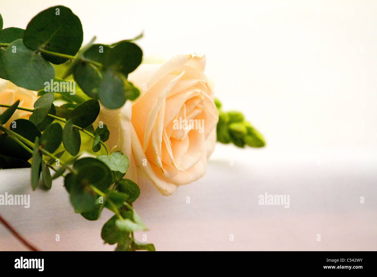 Single rose with leaves Stock Photo - Alamy