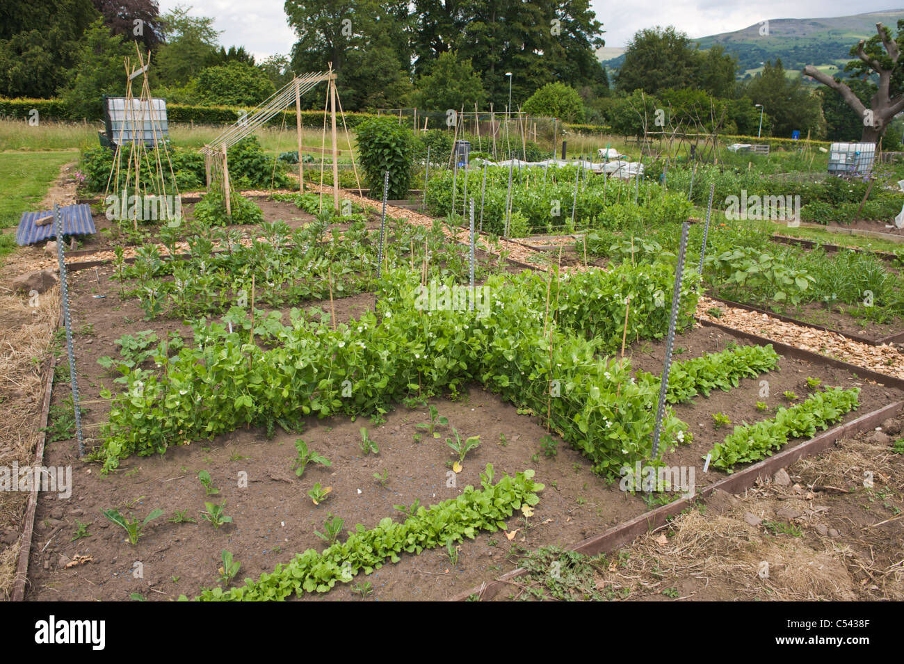 Variety of vegetable and salad crops growing on community allotments in ...