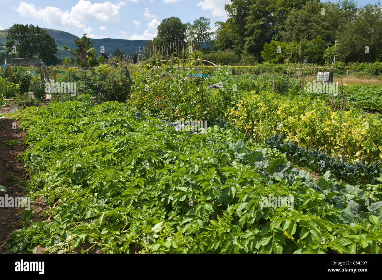Community vegetable plot hi-res stock photography and images - Alamy